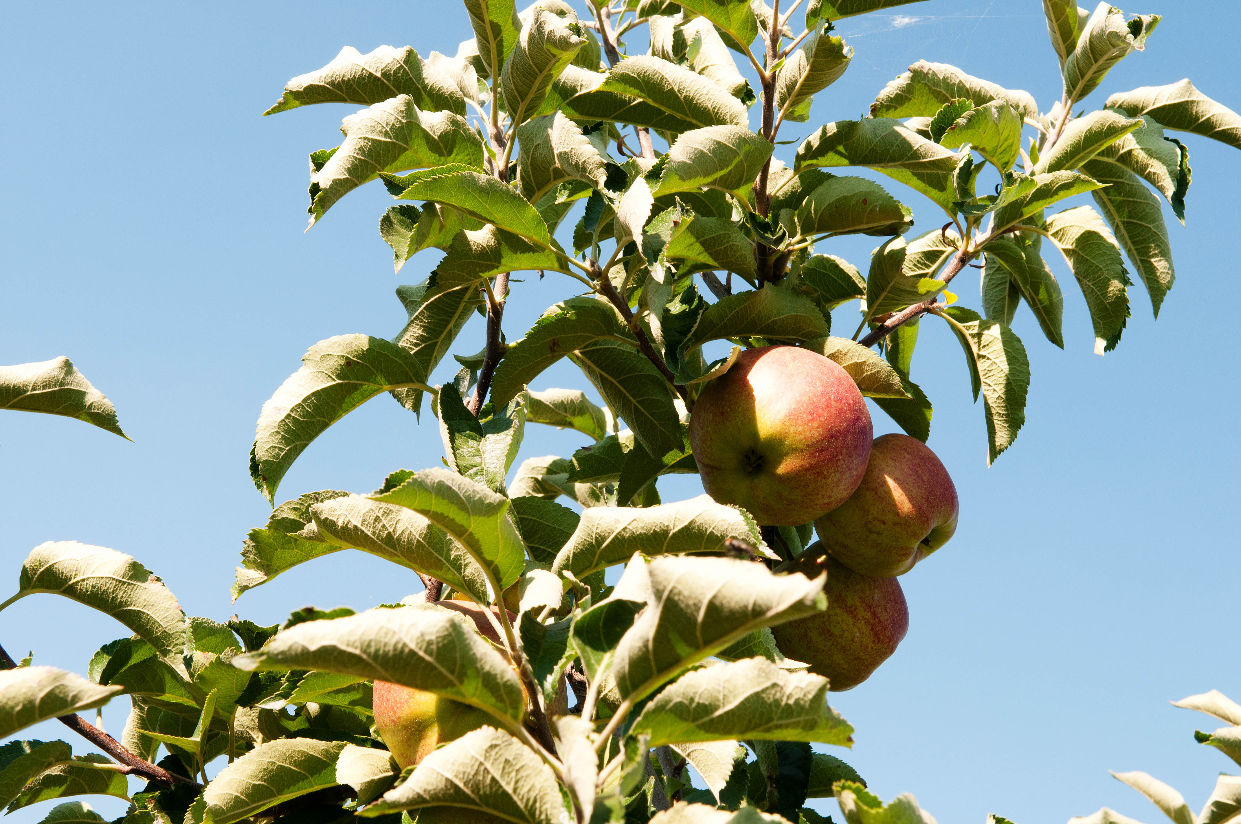 3564 Appels aan een boom - harvest & food stock photos